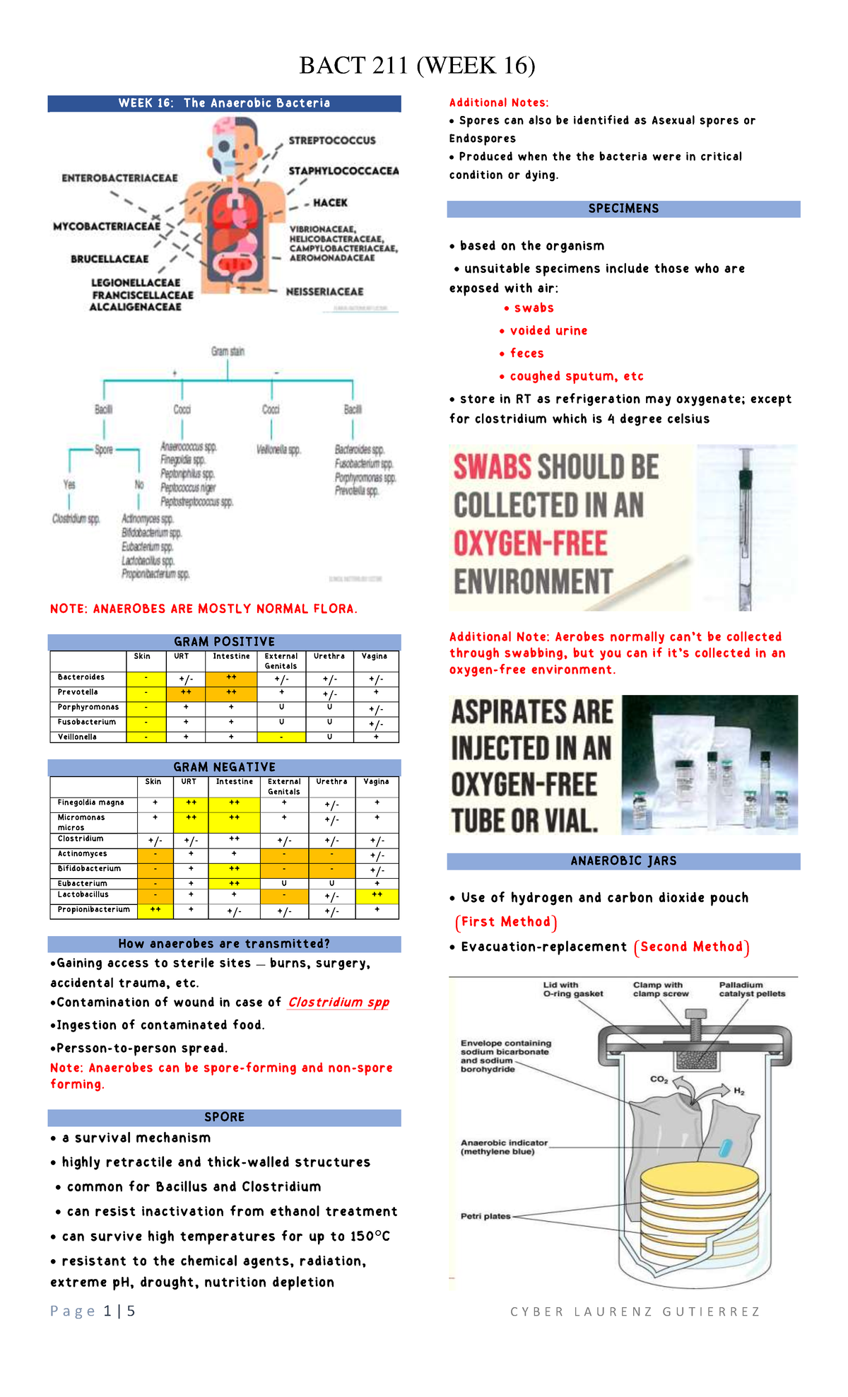 BACT WEEK16 - Lecture - WEEK 1 6 : The Anaerobic Bacteria NOTE ...