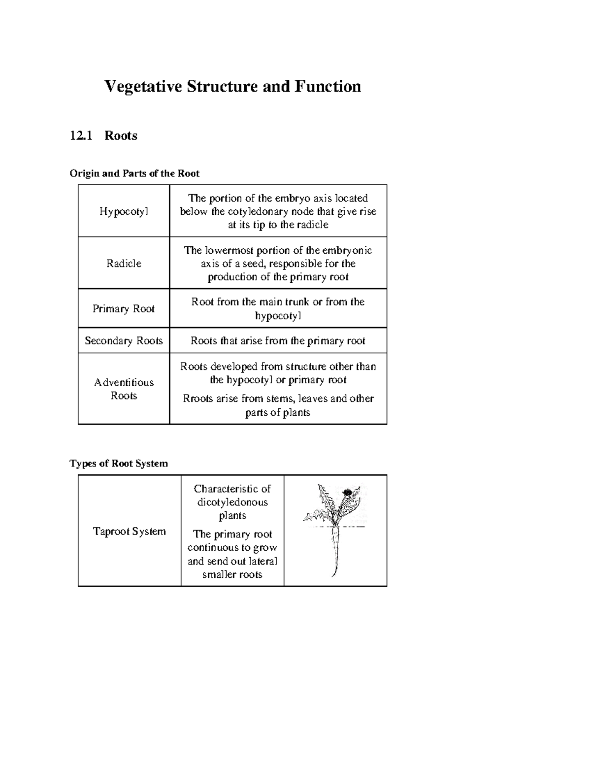 Vegetative Structure And Function Root Cap Composed Of Elongated vegetative-structure-and-function-root-cap-composed-of-elongated