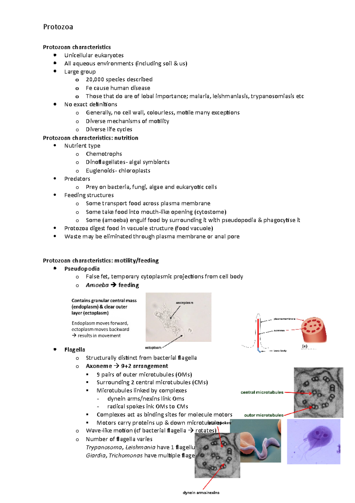 L16 Protozoa - Lecture notes 16 - Protozoan characterisics Unicellular ...