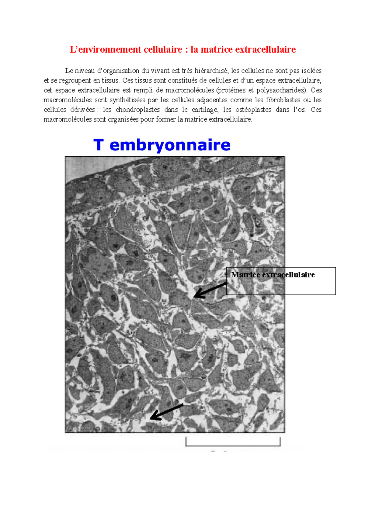 L'environnement cellulaire - la matrice extracellulaire - Ces tissus ...