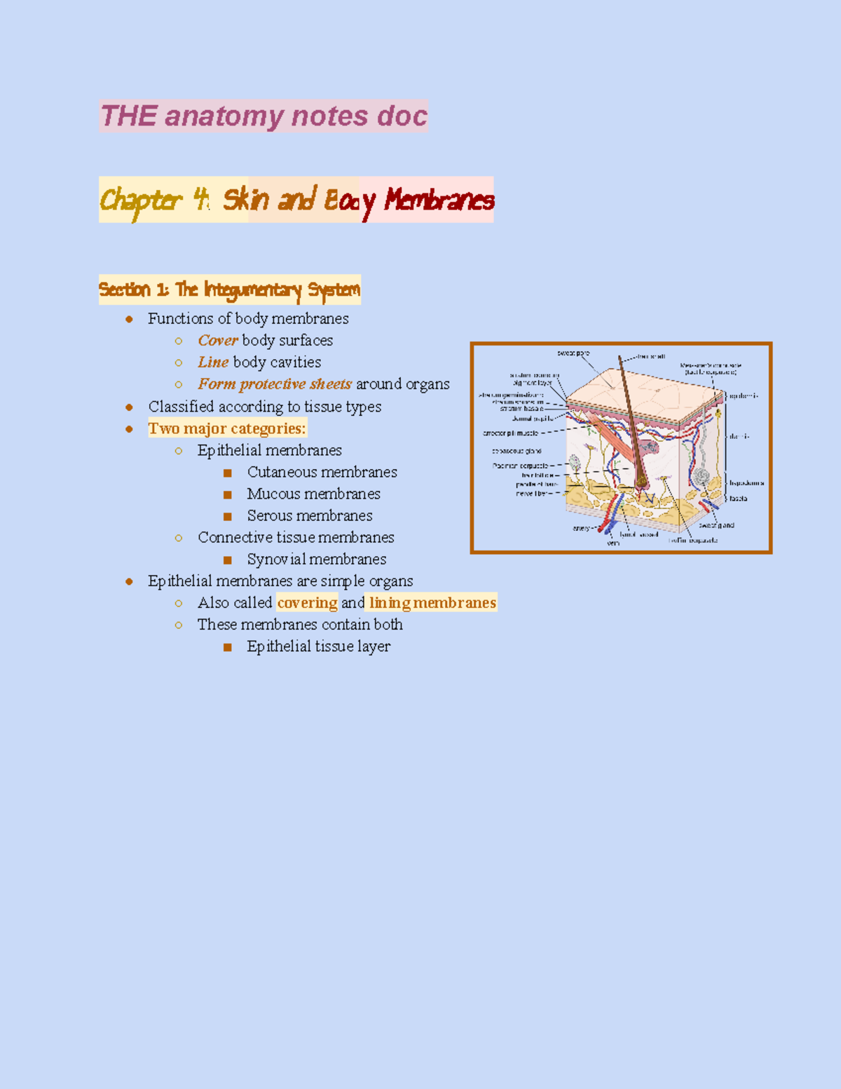 Anatomy - THE anatomy notes doc Chapter 4: Skin and Body Membranes ...