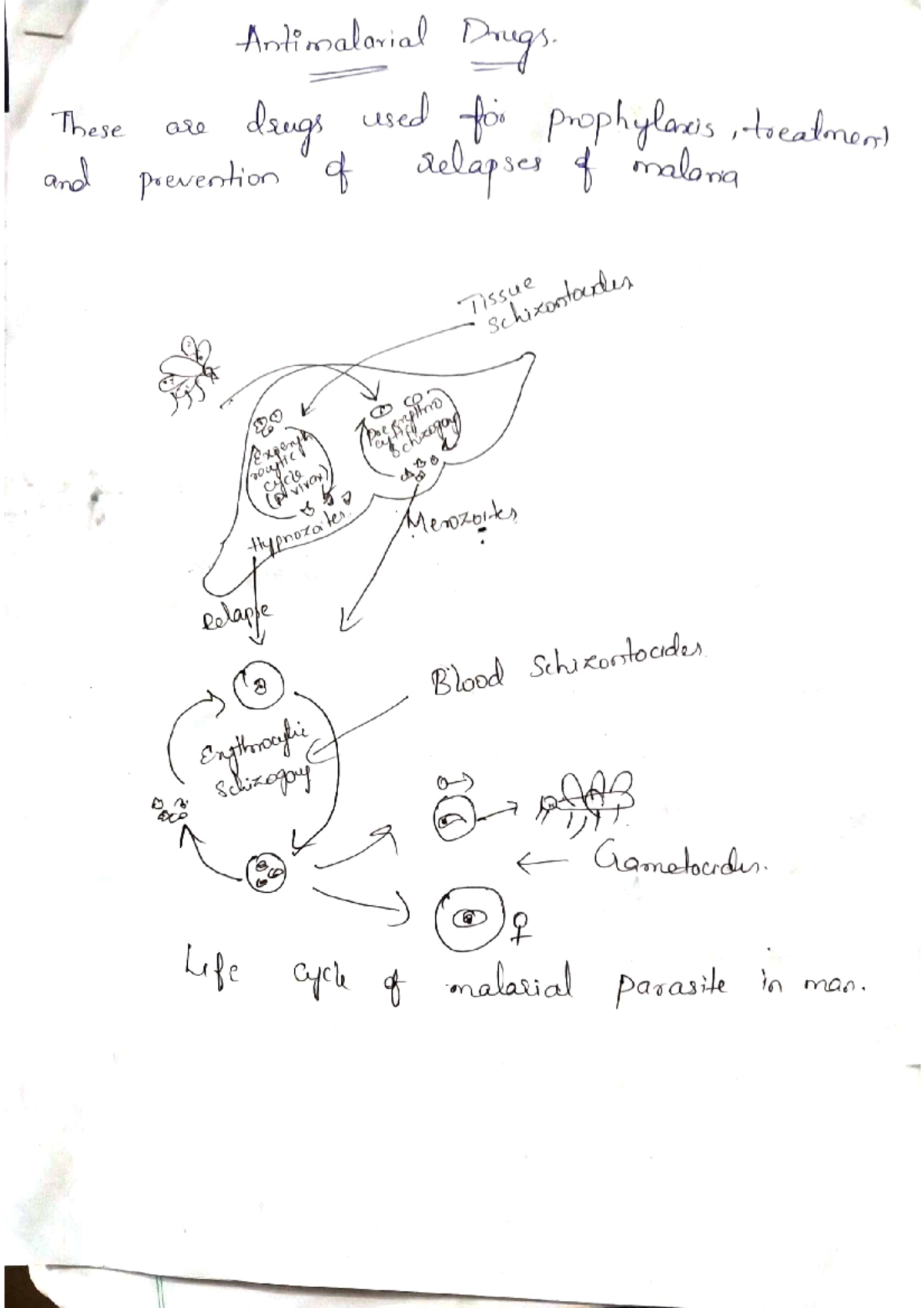 Anti-malarial drugs - These are drugs used for prophylaxis treatment ...