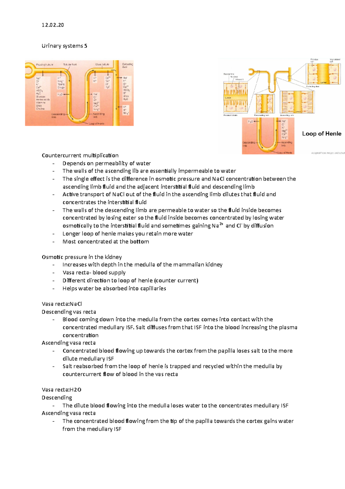 Urinary sytems 5 - anatomy of the urine system year 1 biomed - 12 ...