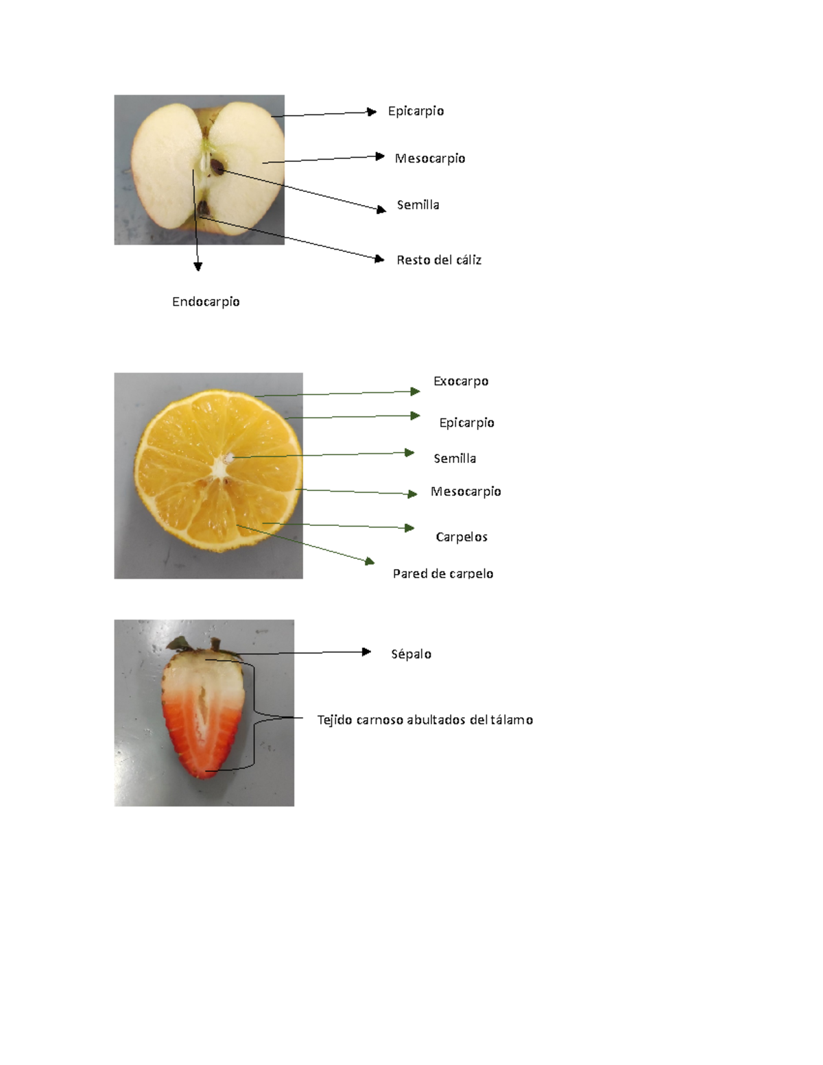 Biología - apuntes - Mesocarpio Endocarpio Semilla Resto del cáliz ...