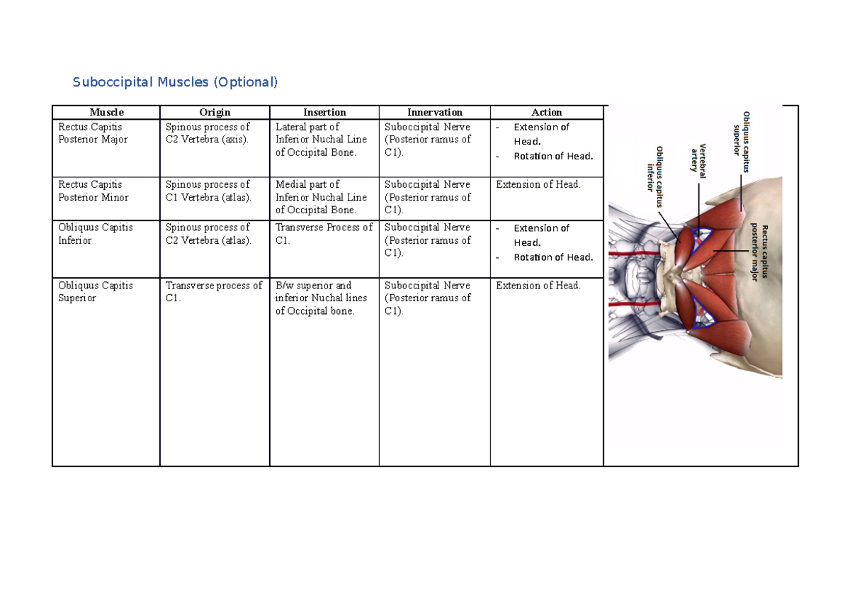 Spinal Muscles - BM Anatomy - Lecturer Alex Trollope. Spine Anatomy ...