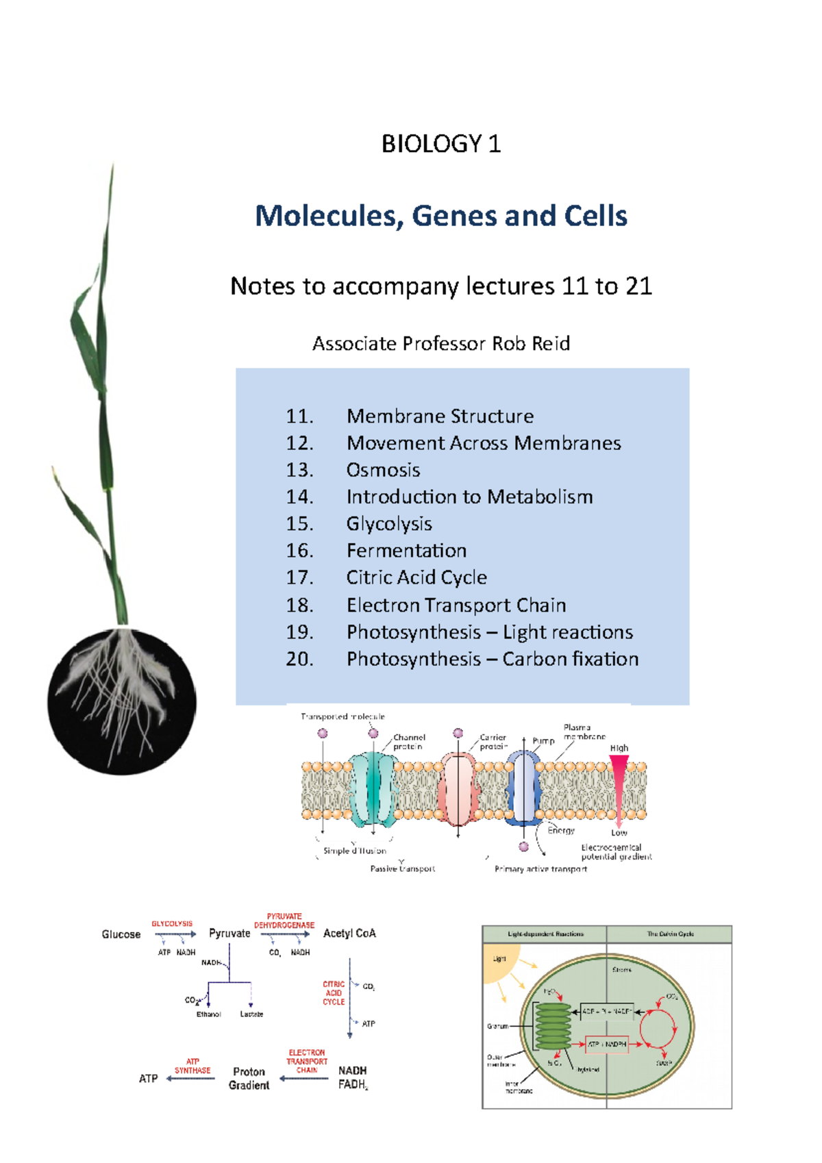 Lecture Companion Biology Organisms 1 - BIOLOGY 1 Molecules, Genes and ...