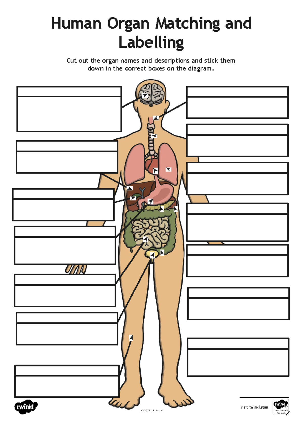 Label the Human Organs - Page 1 of 3 visit twinkl Human Organ Matching ...