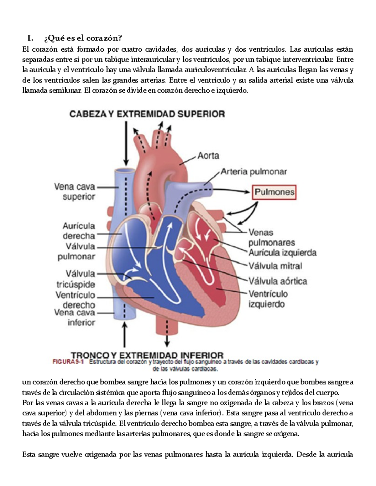 Fisiologia Clase FSC - zzzzzzzzzzzzzzzzz - I. ¿Qué es el corazón? El ...