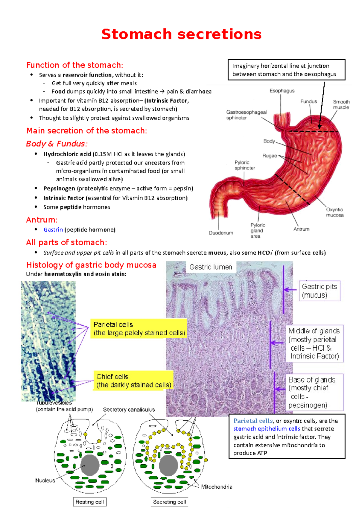 Stomach Acid Secretion and its Control - Stomach secretions Function of ...