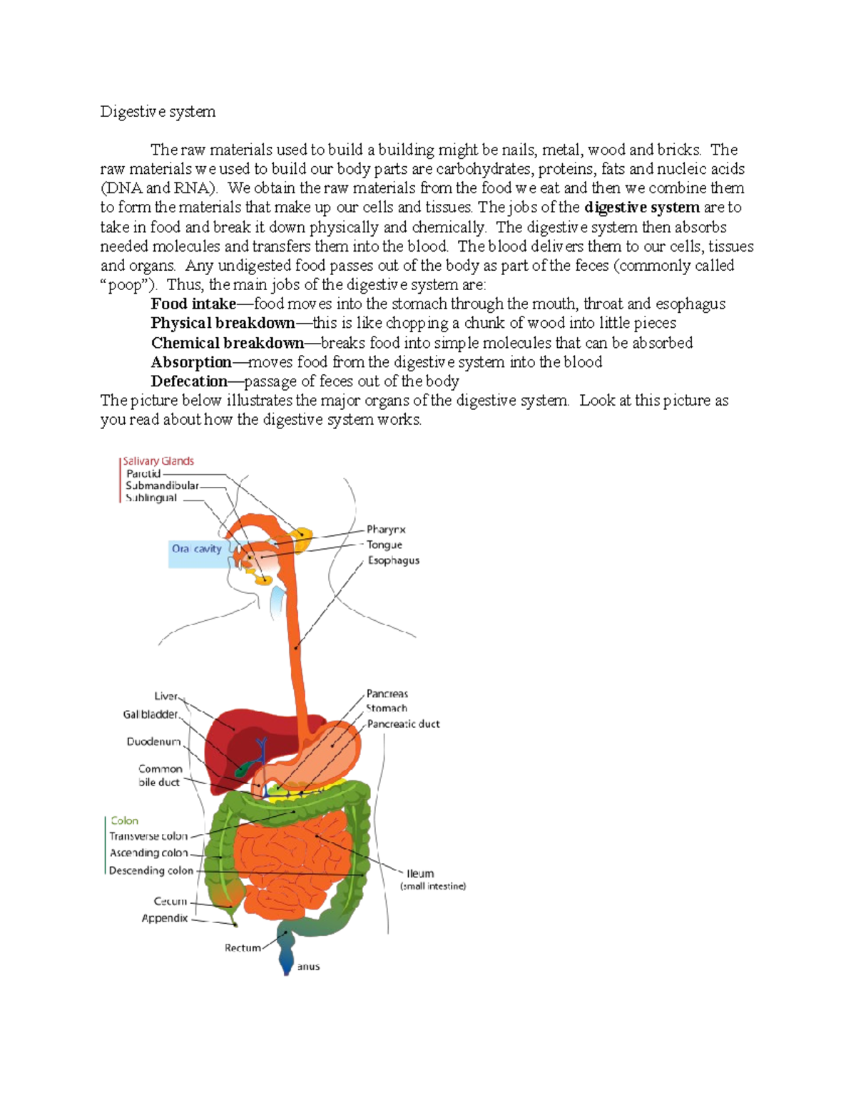 Digestive System Handout - BIOL 1409 - CTC - Studocu