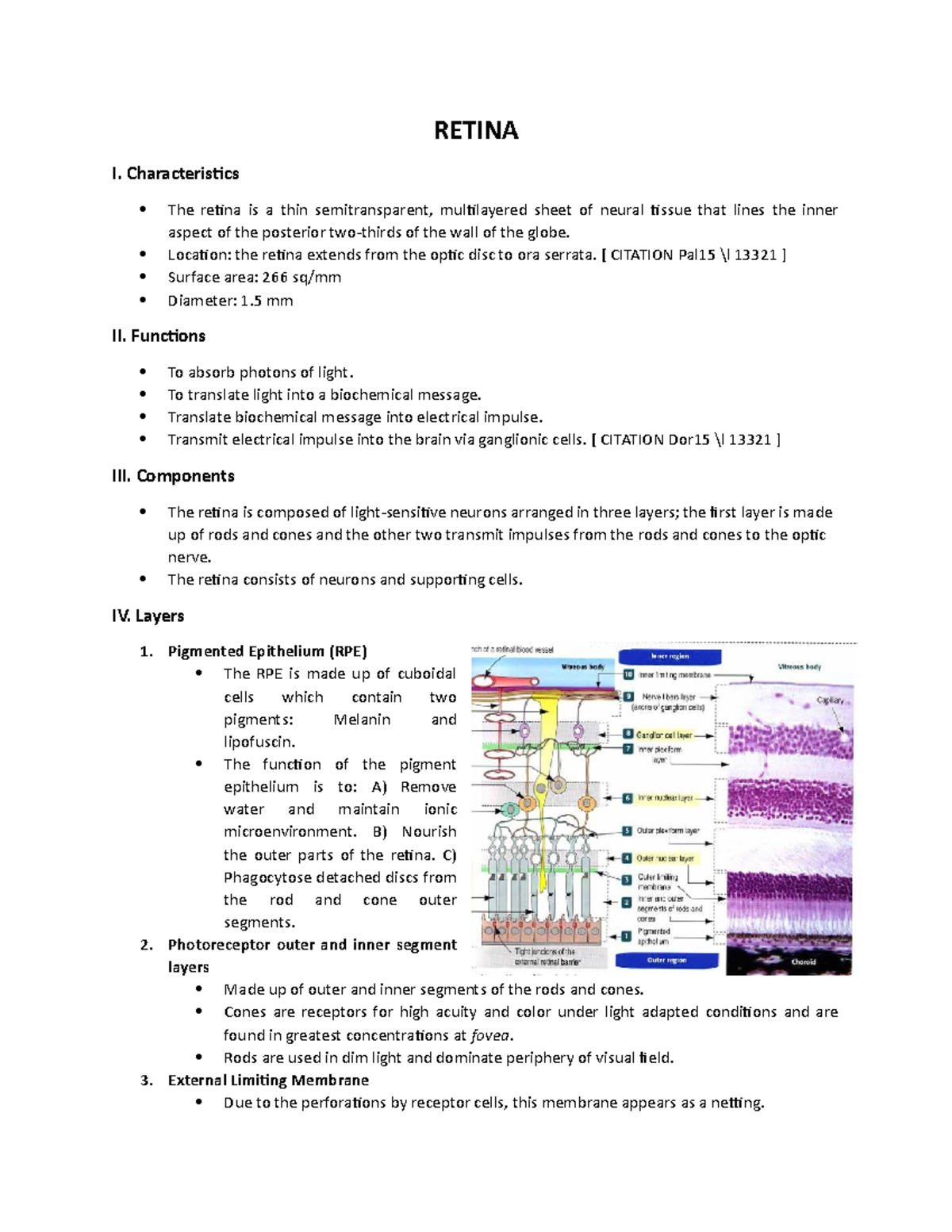 Retina notes eye anatomy - RETINA I. Characteristics The retina is a ...