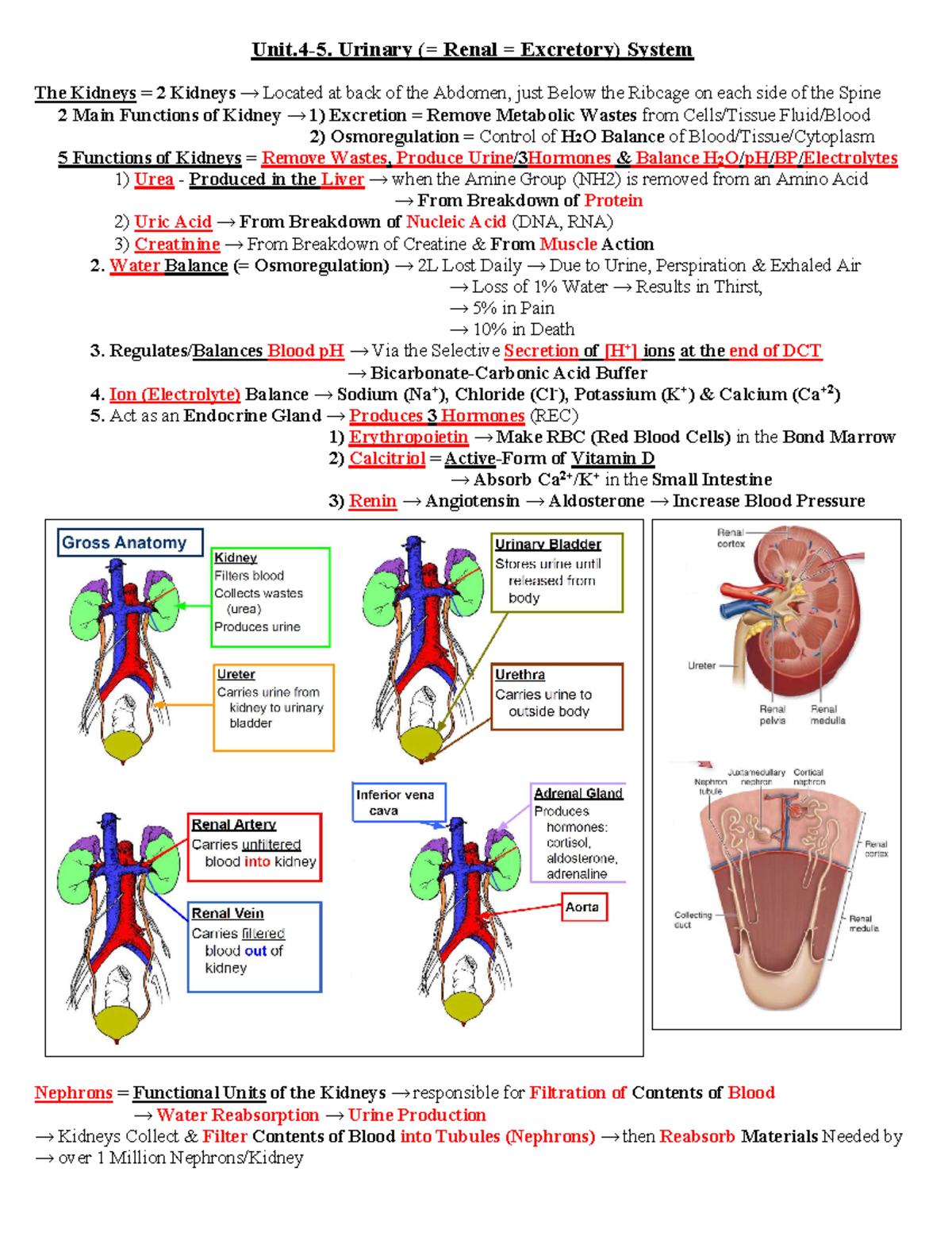 Unirary system page 1 - Unit-5. Urinary (= Renal = Excretory) System The Kidneys = 2 Kidneys → ...