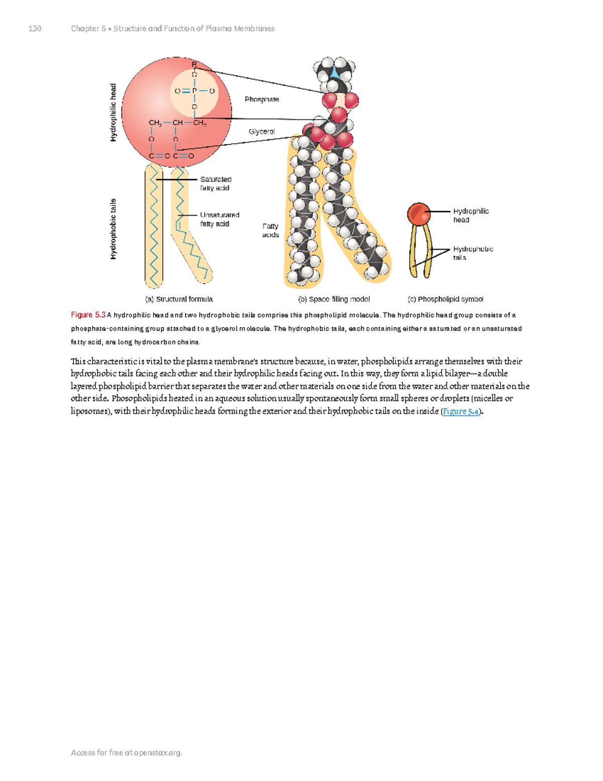 Chapter 5 Structure and Function of Plasma Membranes Part 2 - Figure 5 A hydrophilic head and ...