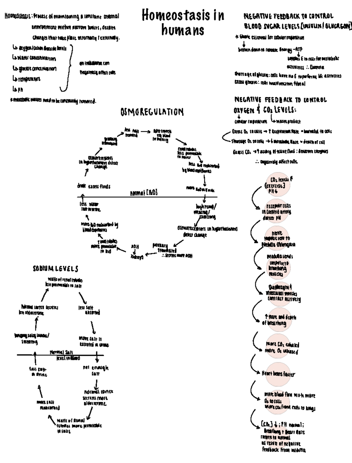 Homeostasis in humans - Intense summarise that will help you ACE any ...