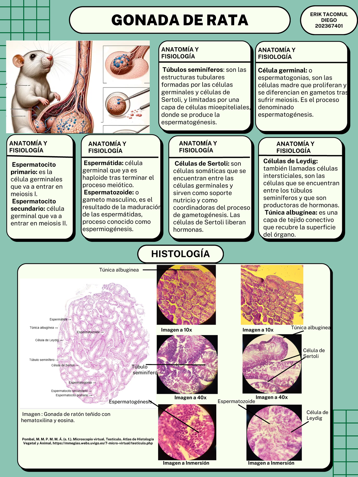 Gonada - FICHA TÉCNICA - GONADA DE RATA HISTOLOGÍA Túbulos seminíferos ...