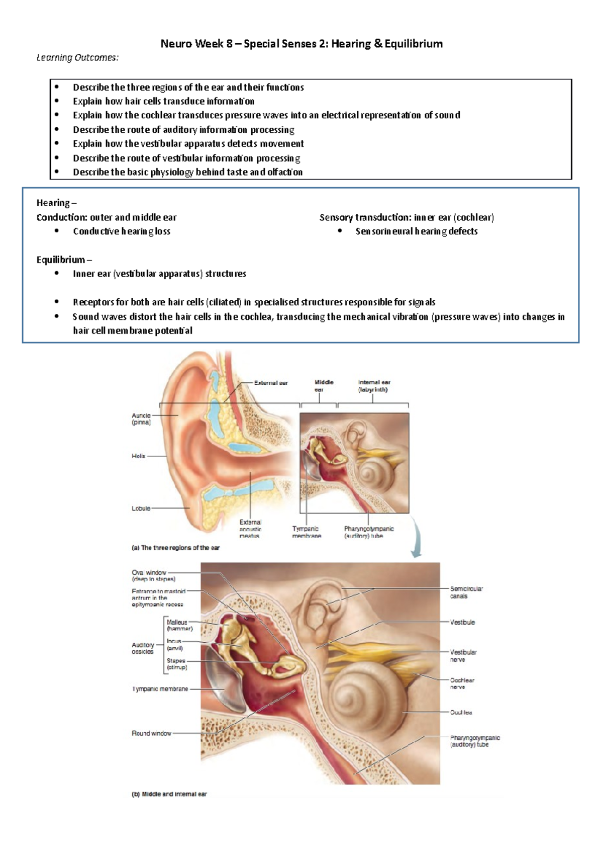 Neuro Week 8 Summary - Learning Outcomes: Neuro Week 8 Special Senses 2 ...