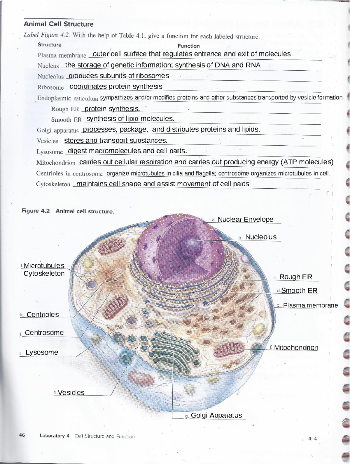 Lab assigment 1 - outer cell surface that regulates entrance and exit ...