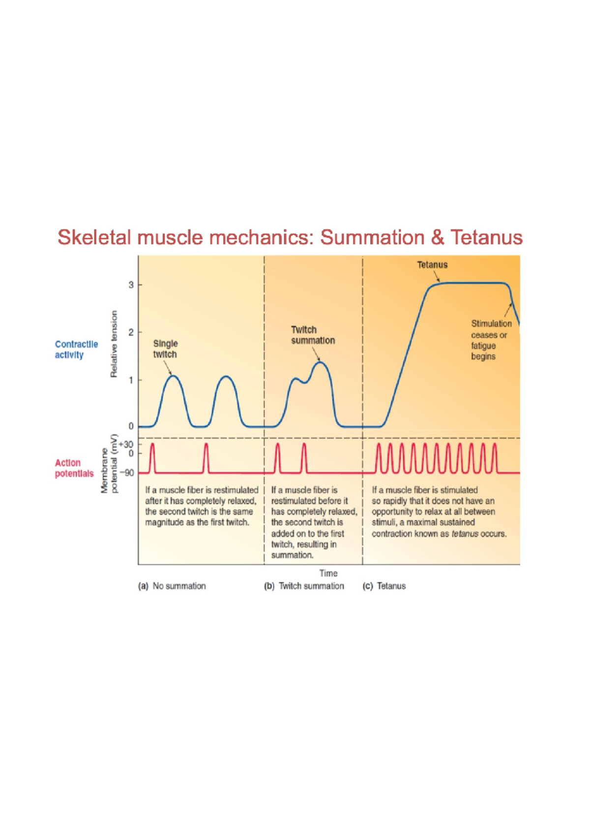 Skeletal Muscle MECH - Neuro Physiology - Studocu