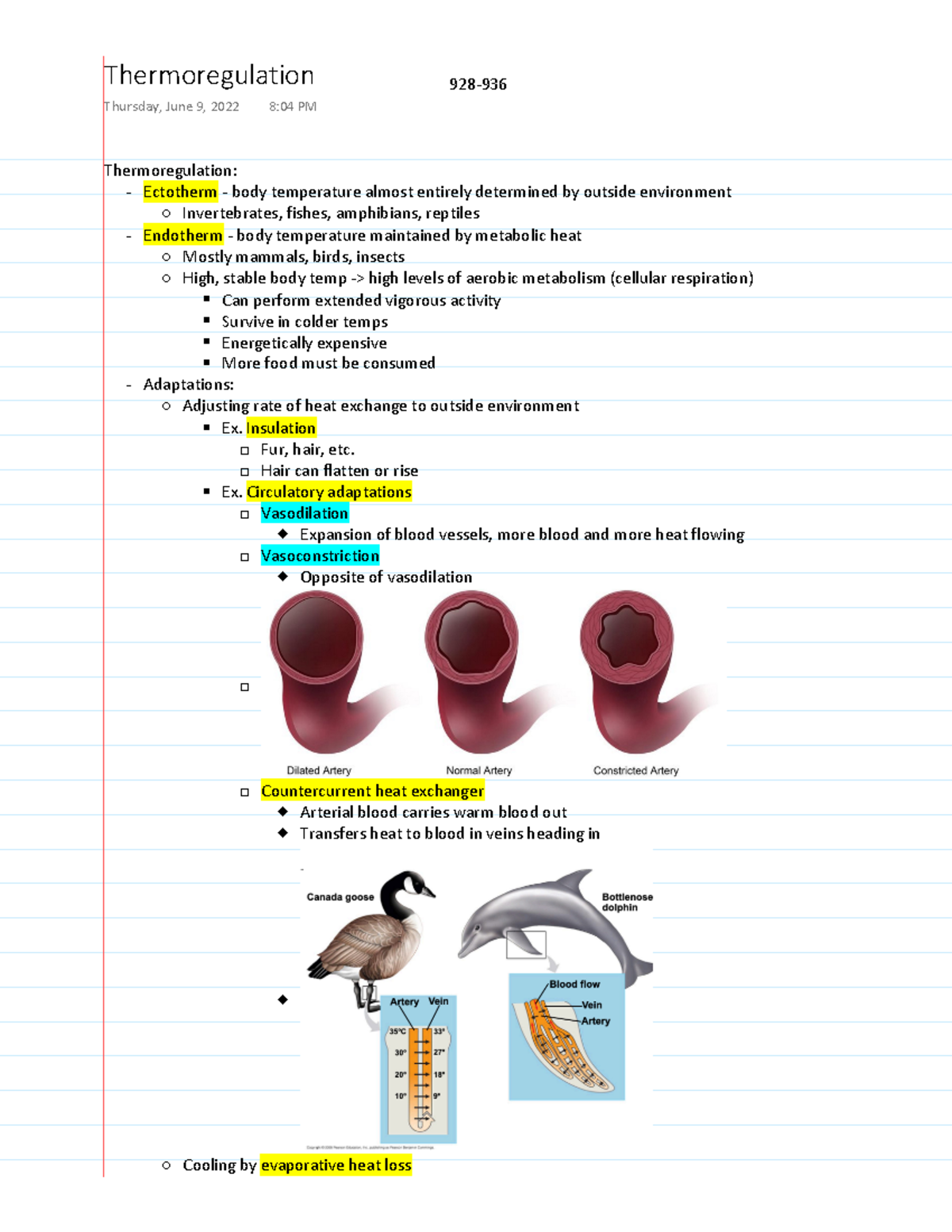 Thermoregulation Notes - Studocu