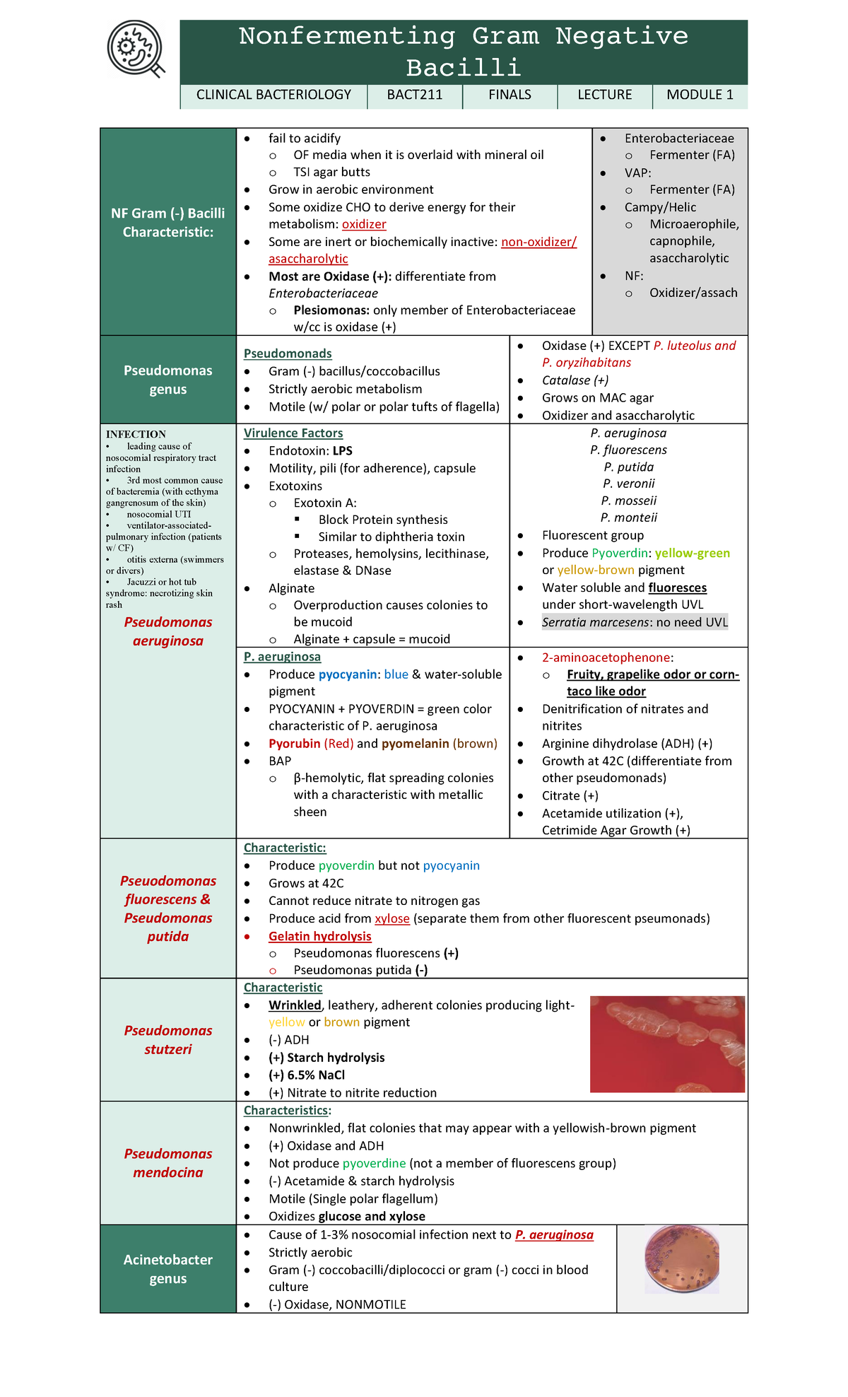 Non-fermenting-Haemophilus - Nonfermenting Gram Negative Bacilli ...