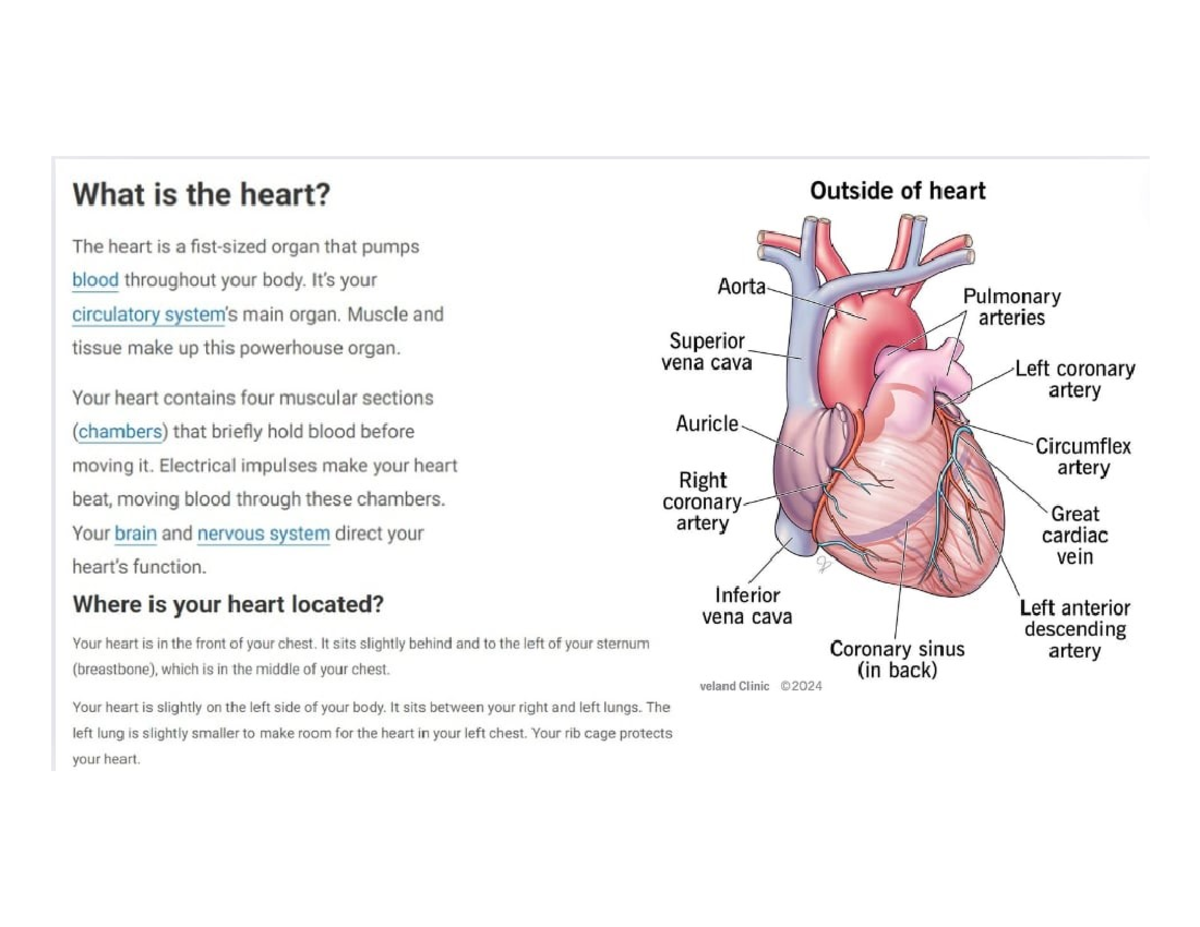 THE heart - rgrg - What is the heart? Outside of heart The heart is a ...