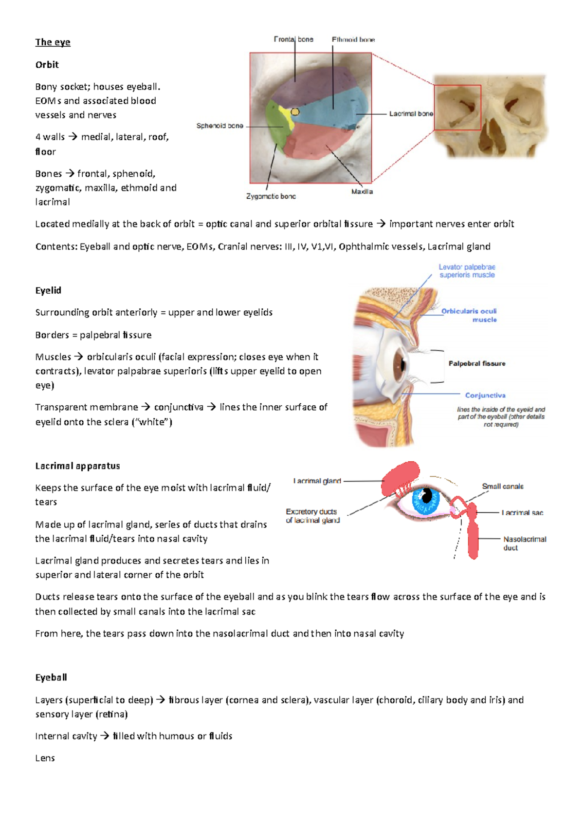 The eye and ear - The eye Orbit Bony socket; houses eyeball. EOMs and ...