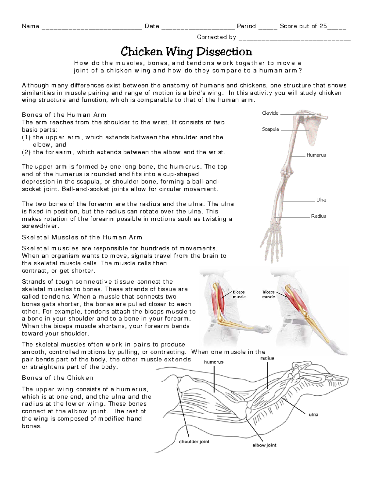 Chicken Wing Dissection - Name __________________________ Date ...