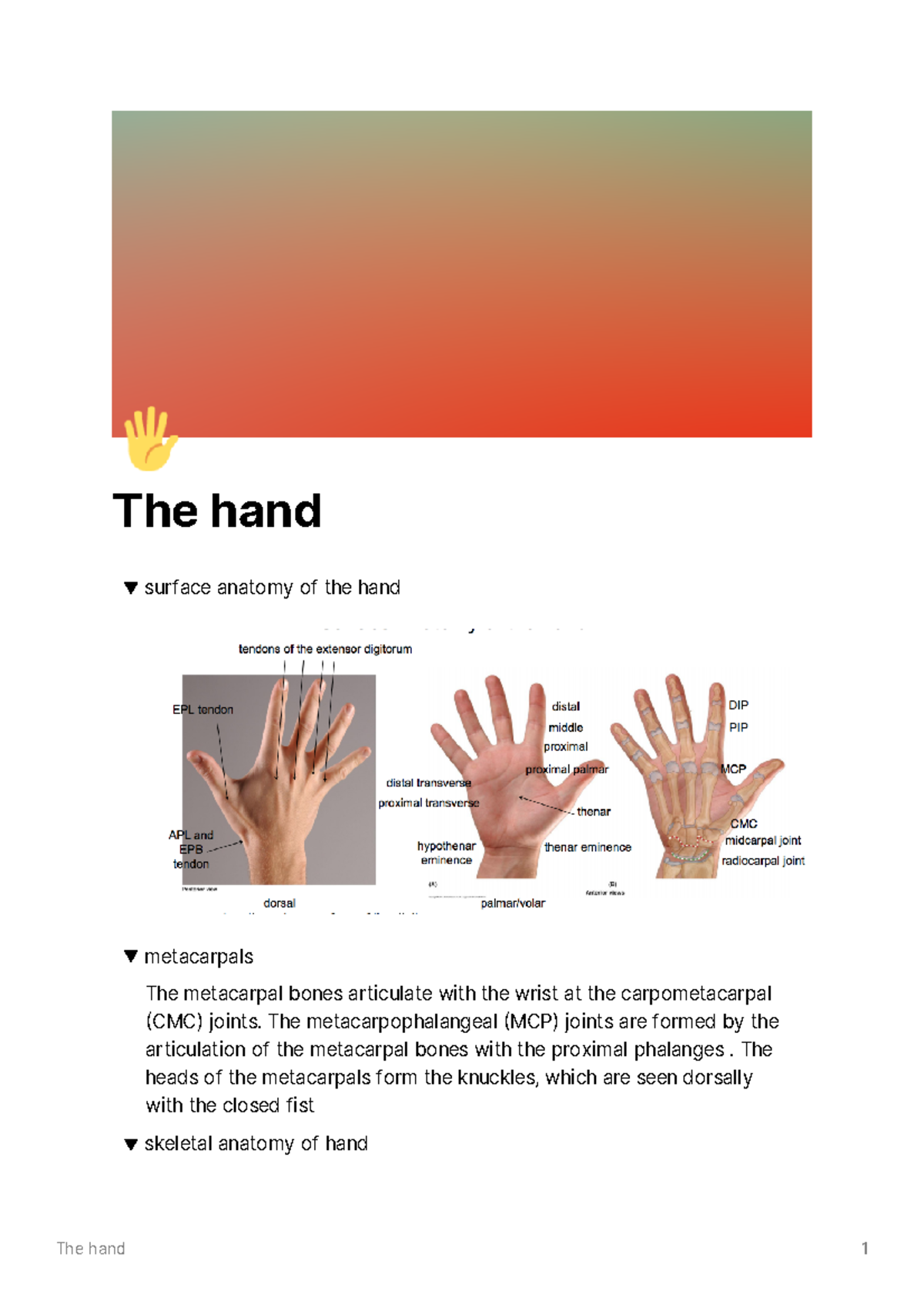 The hand - lecture notes for anatomy, kings college london 2020/2021 ...