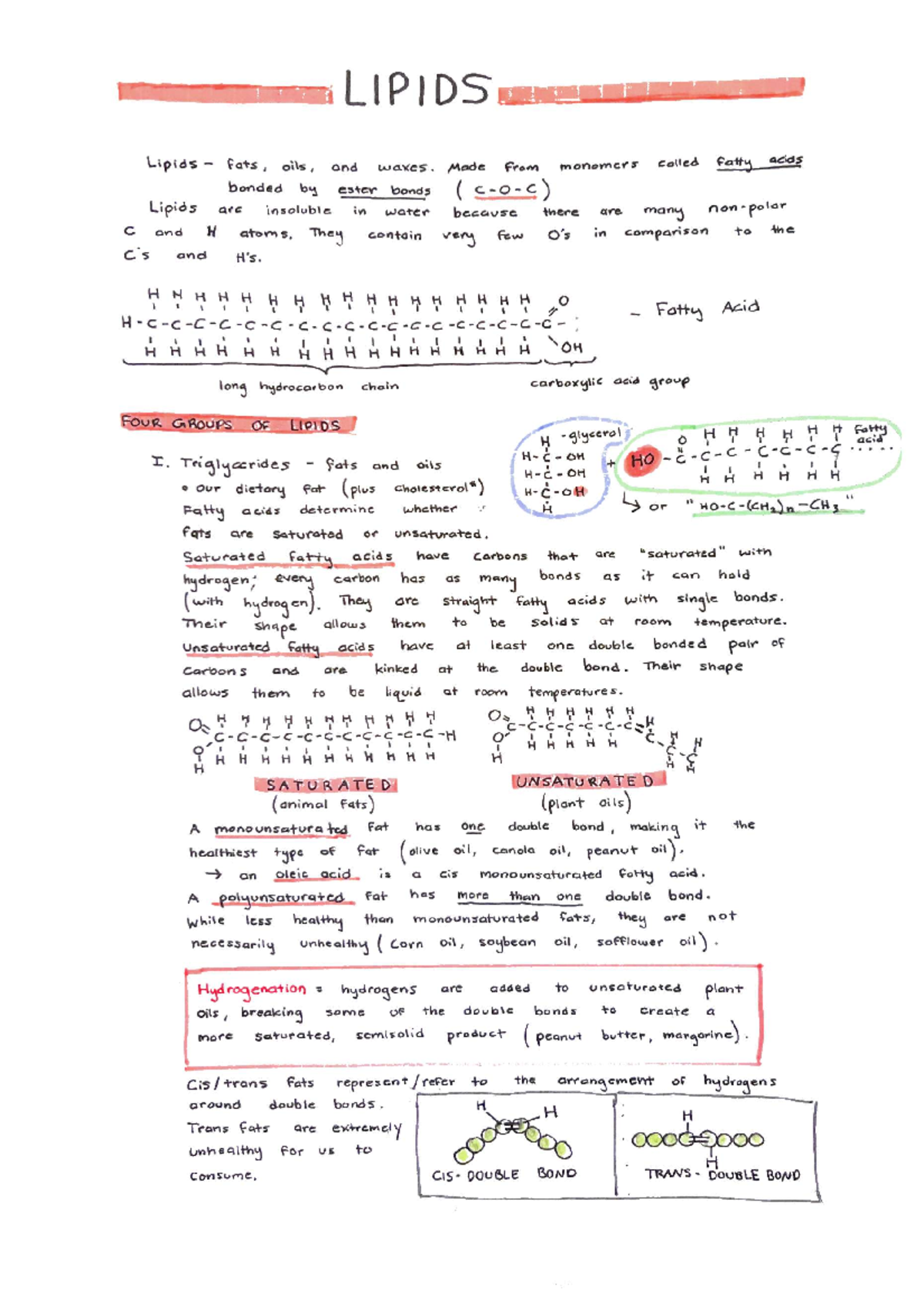 Lipids Summary - BIO 111 - Studocu