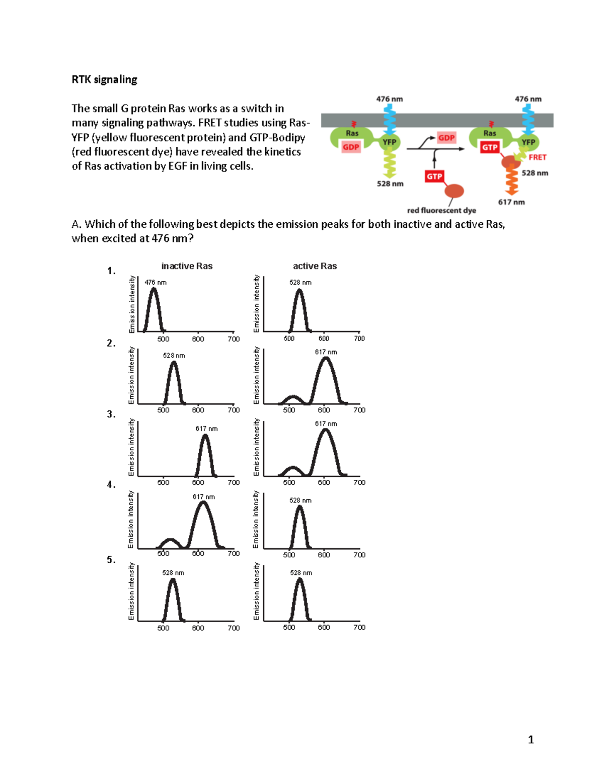 Worksheet Ras signaling-1 - 1 RTK signaling The small G protein Ras ...