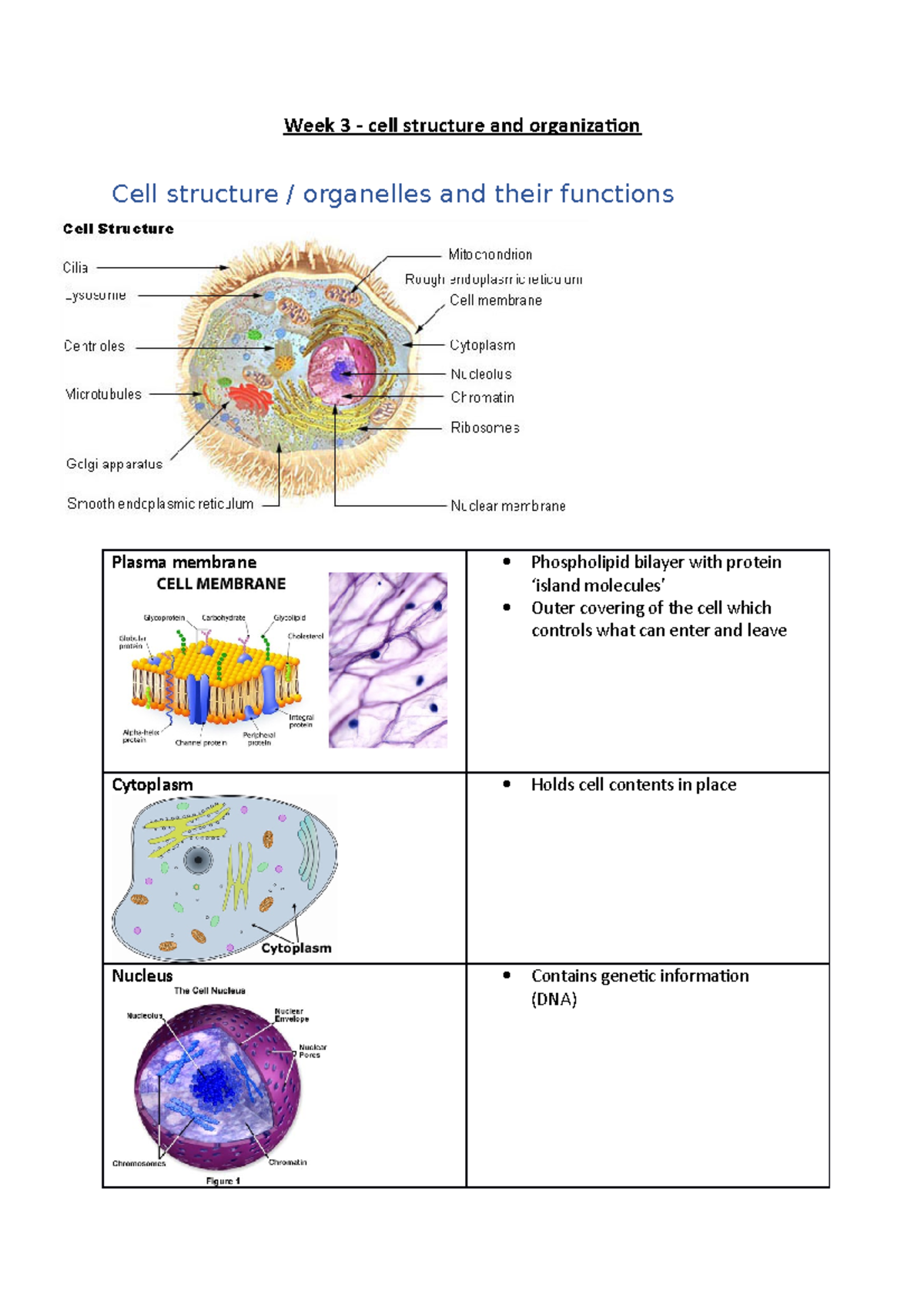Week 3 cell structure and organisation - Week 3 - cell structure and ...
