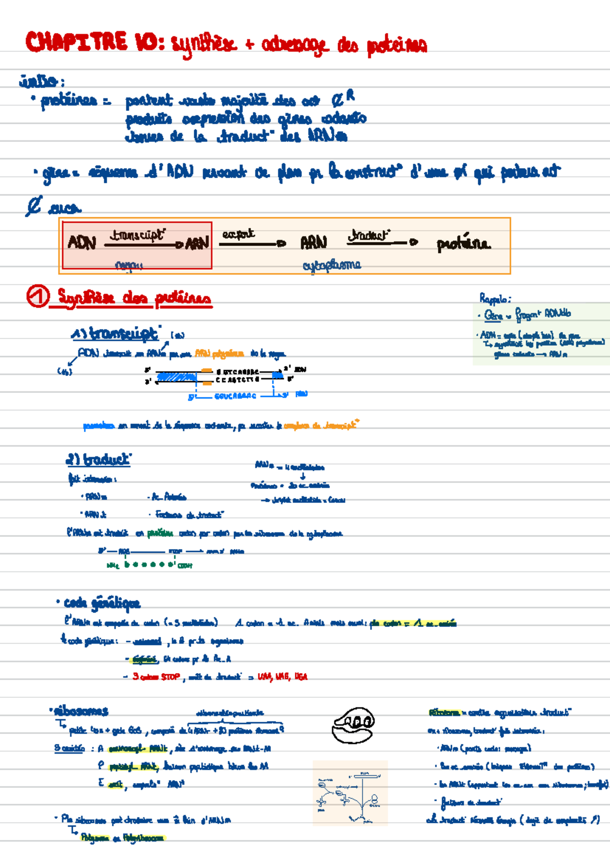 Chapitre 10 synthèse + adressage des proteines - CHAPITRE 10 : Synthèse ...