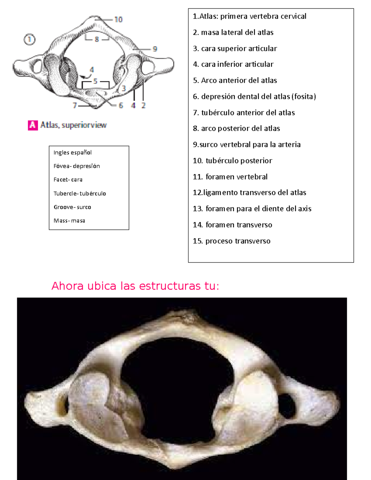 Vertebras - Ahora ubica las estructuras tu: 1: primera vertebra ...
