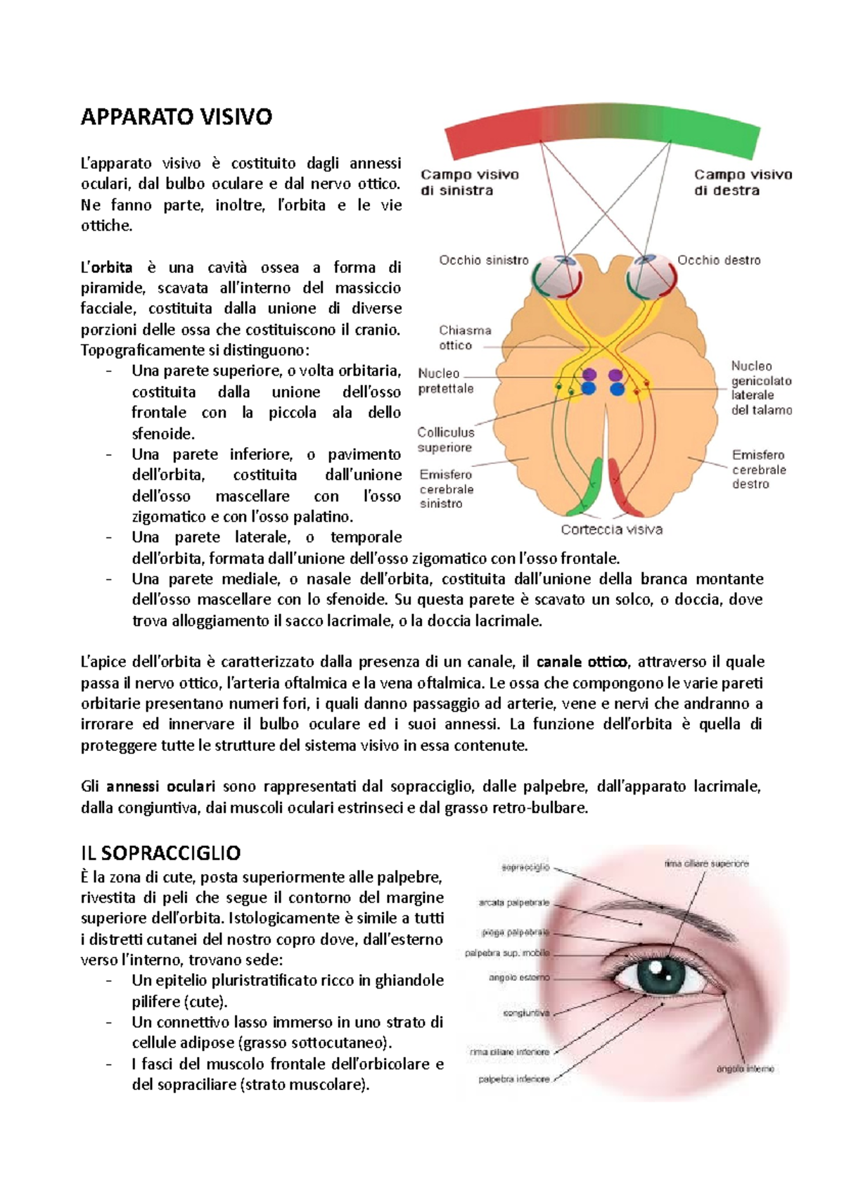 Riassunto vista anatomia - APPARATO VISIVO L’apparato visivo è ...