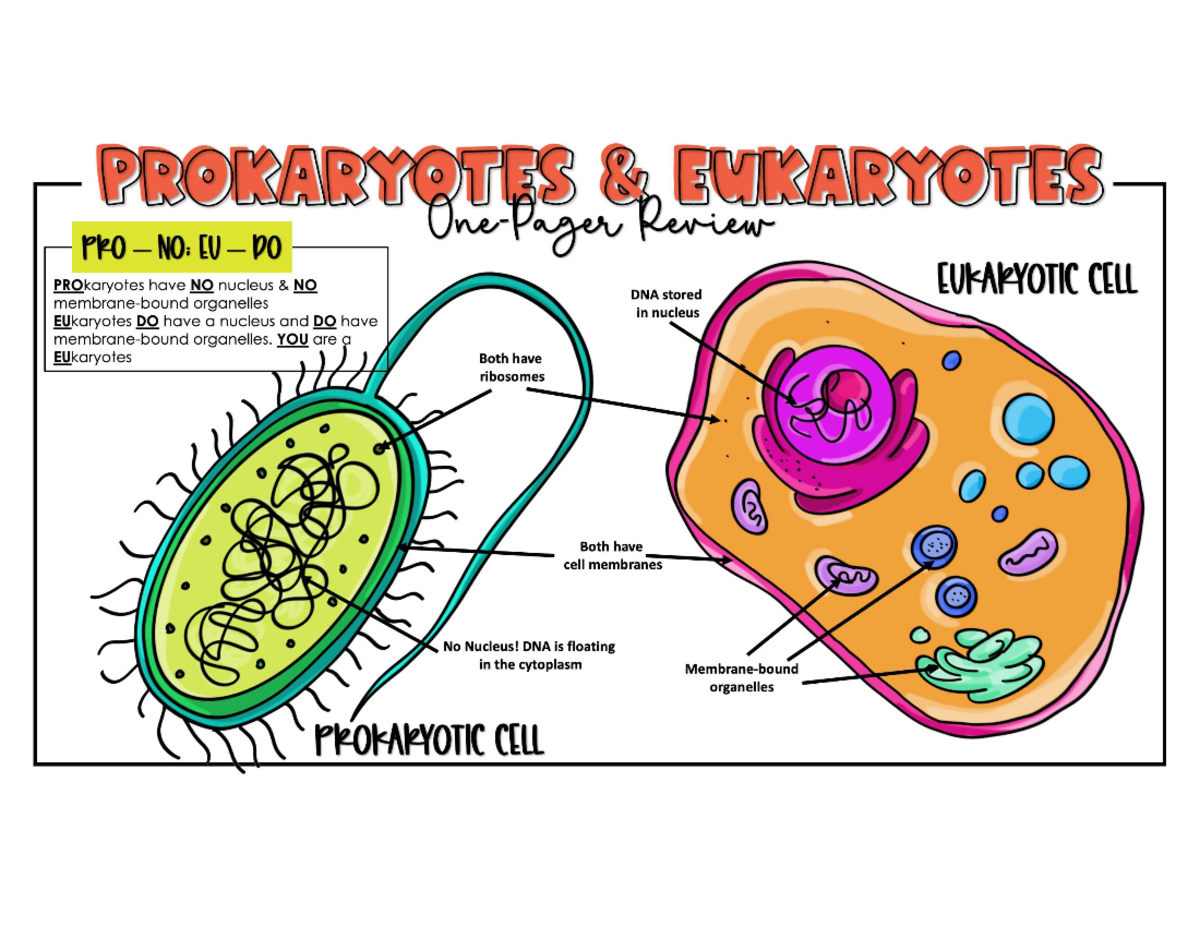 Euk VS Prok - Comparing Cells - PROKARYOTES EWKARYOTES EU DO Review ...