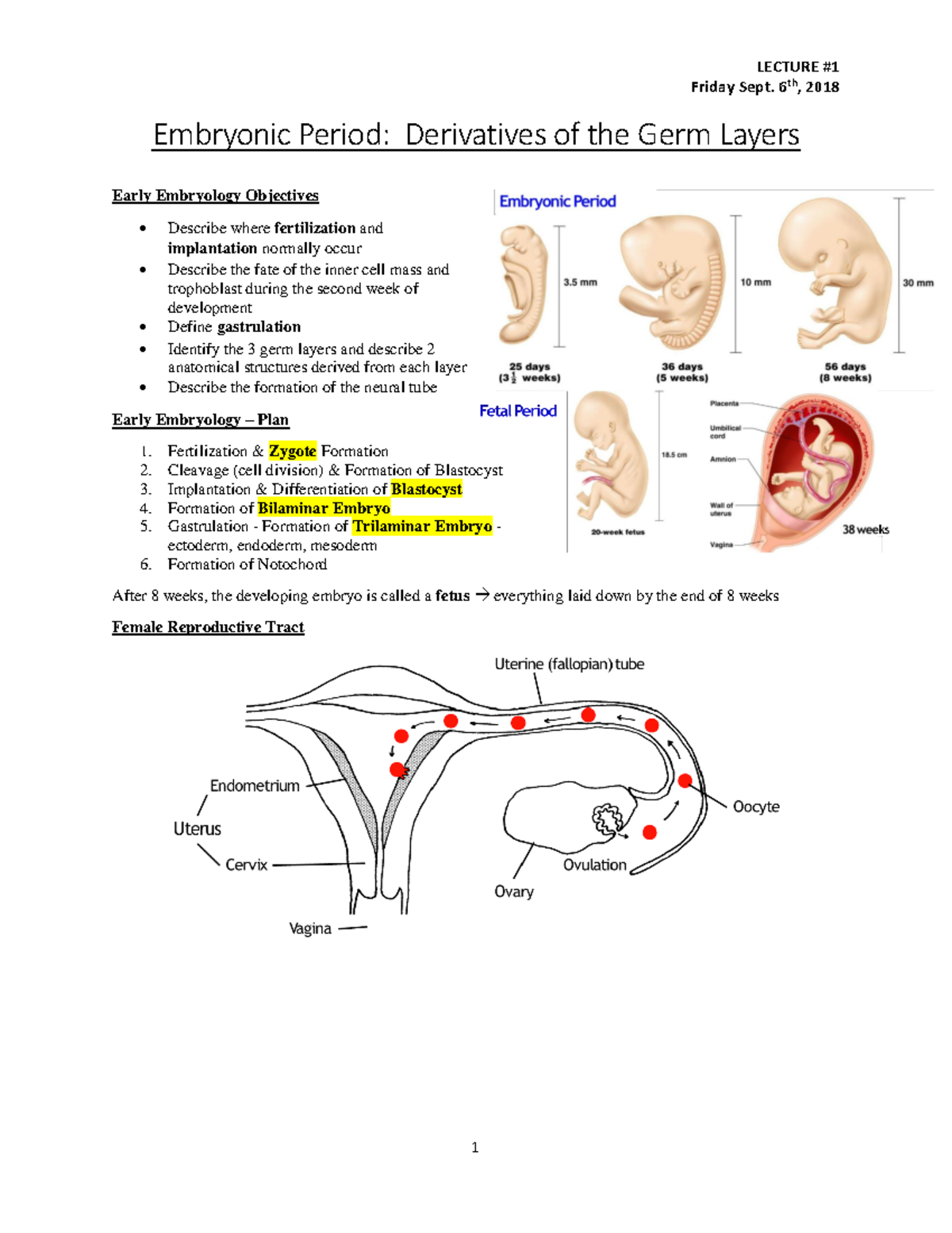 Lecture 1 - Sept6 - Neuro - LECTURE #1 Friday Sept. 6th, 2018 Embryonic ...