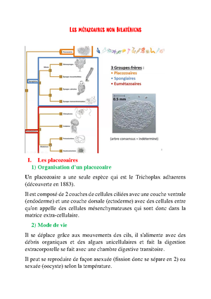 L'appareil cardio-vasculaire et son rôle dans la distribution sanguine ...