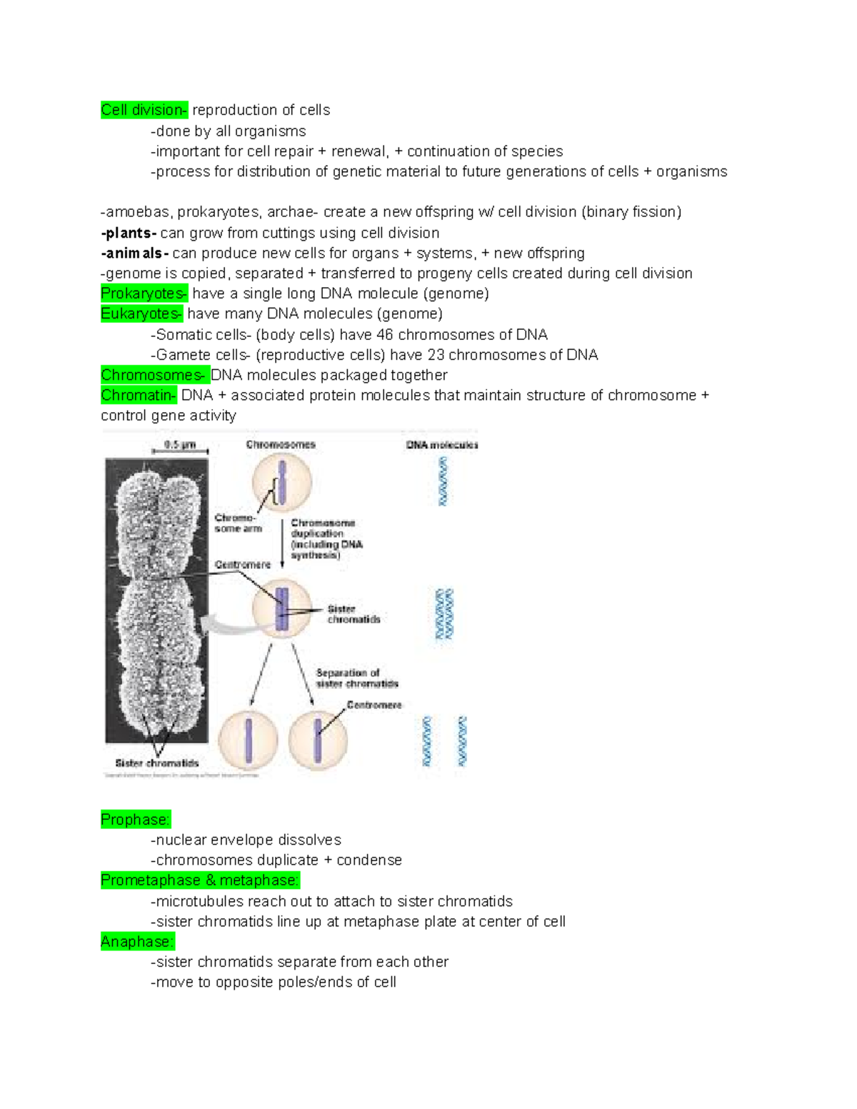 Mitosis - Cell division- reproduction of cells -done by all organisms ...