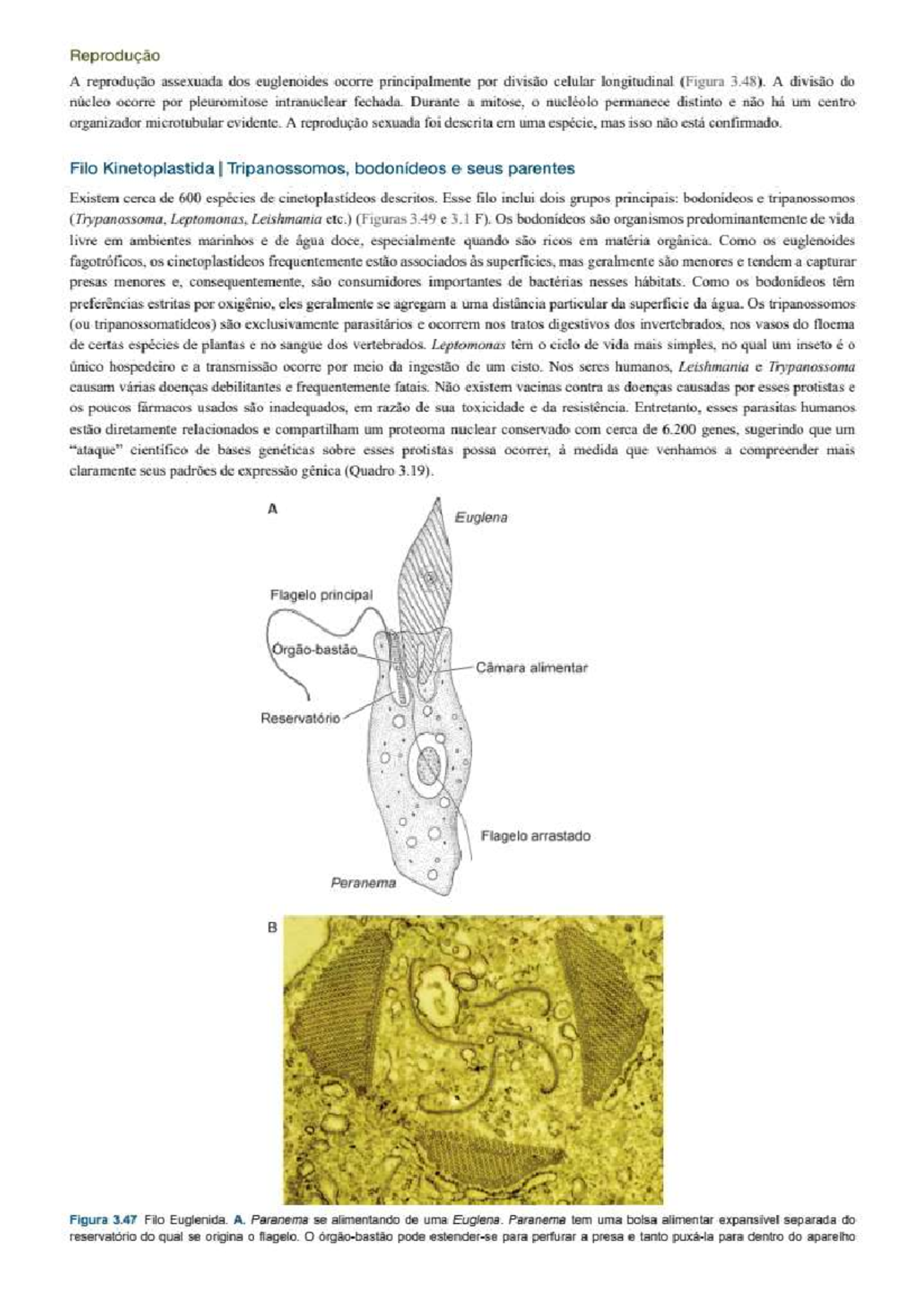 Kinetoplastida 156 - Biologia - Studocu