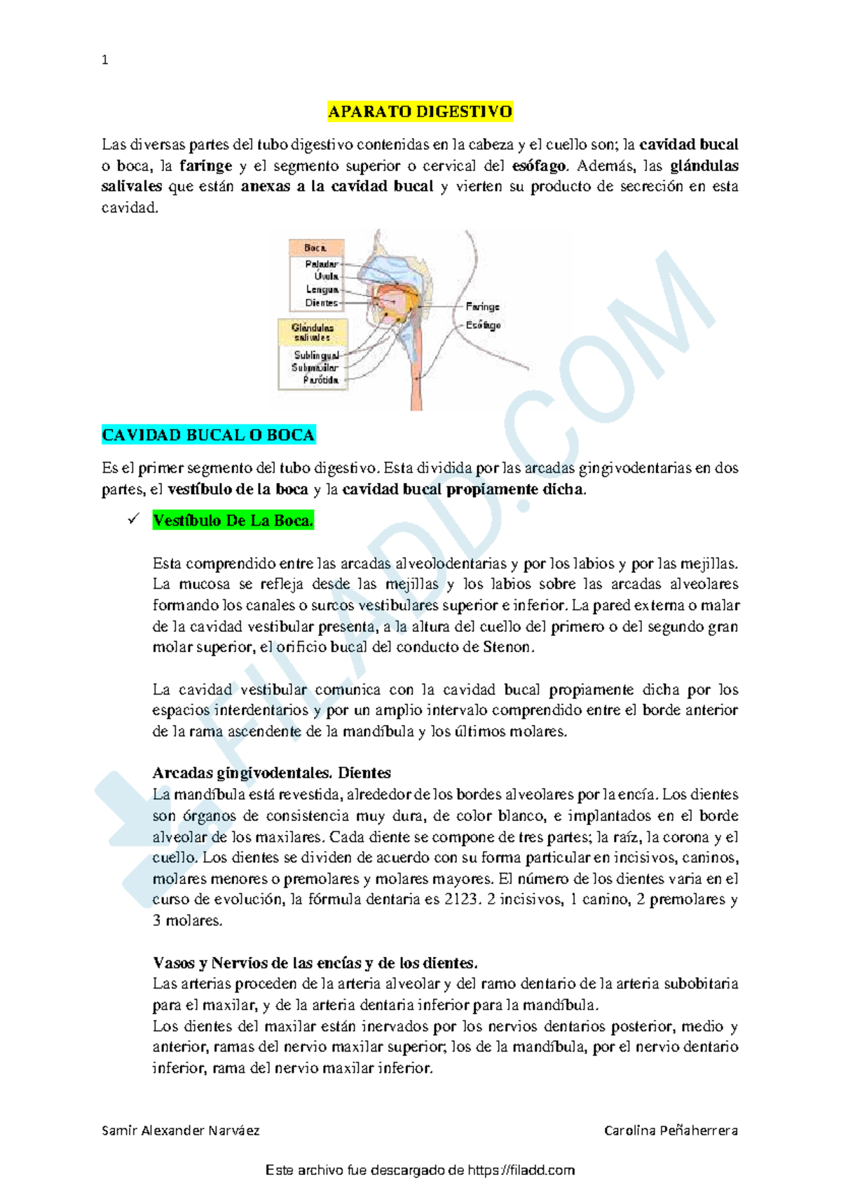 12 BOCA Faringe Esofago Glandulas Salivales Menores Y Mayores - Samir ...