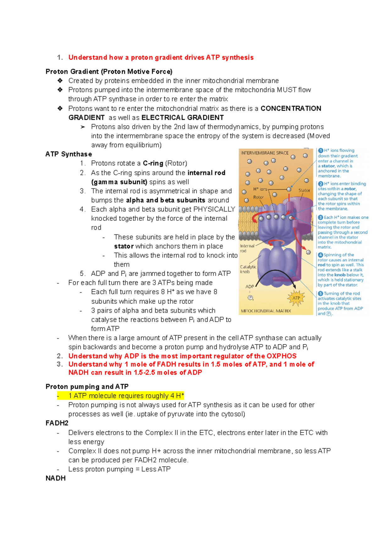 L7 ATP Synthase - Summary notes of L7 - Understand how a proton ...