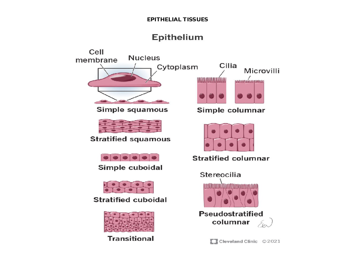 Tissues reviewer for moving exam - EPITHELIAL TISSUES Types of ...