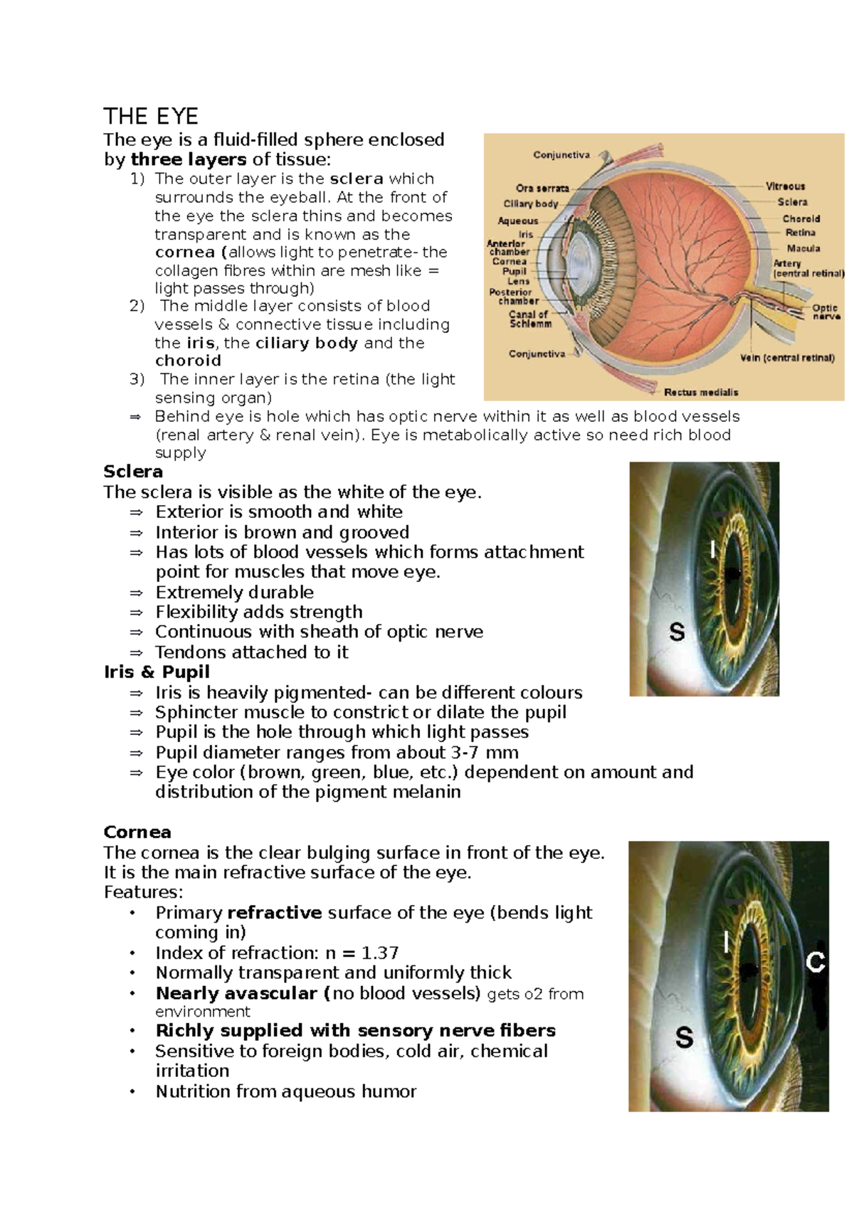 THE EYE - Lecture notes 7 - THE EYE The eye is a fluid-filled sphere ...