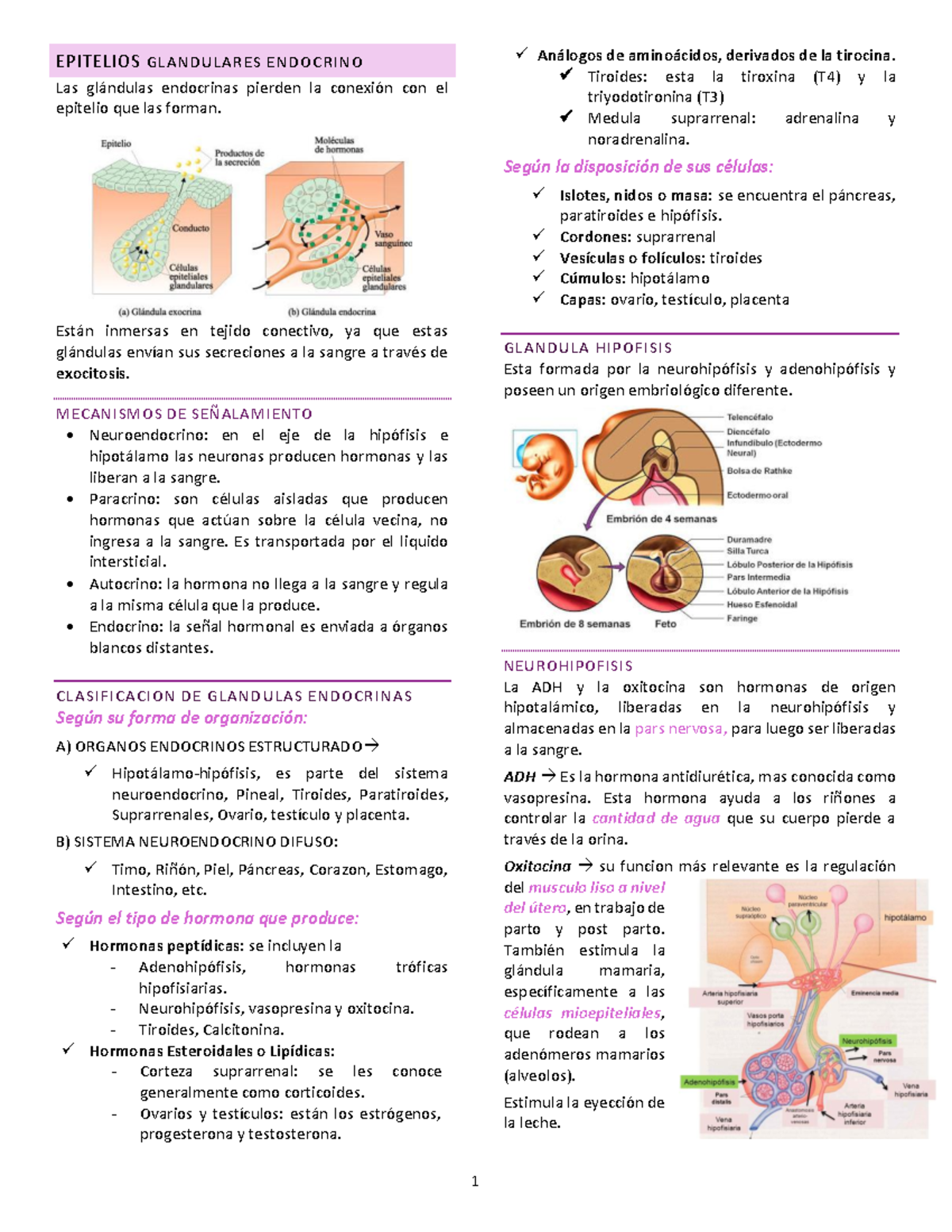 Histoembriologia 2 - EPITELIOS GLANDULARES ENDOCRINO Las gl·ndulas endocrinas pierden la ...