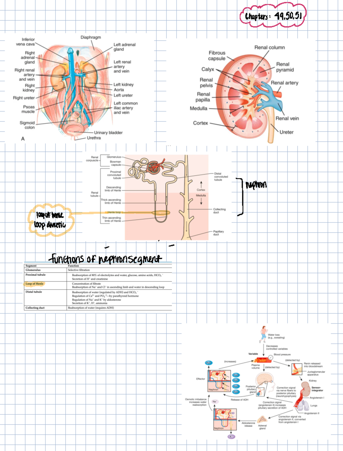 Week 2 notess - Review from class notes - chaptersi49. am nephron ...