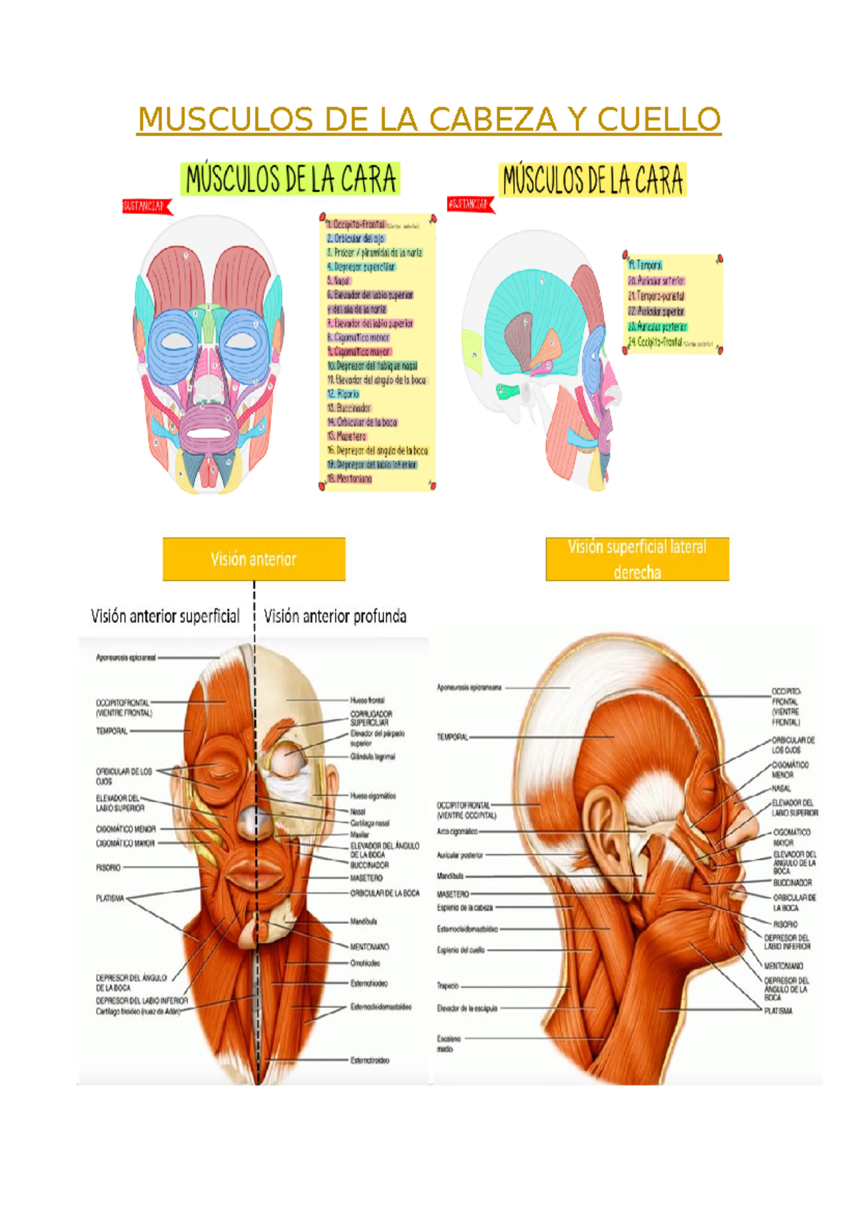Huesos de la cabeza y cuello - ANATOMÍA - UCE - Studocu