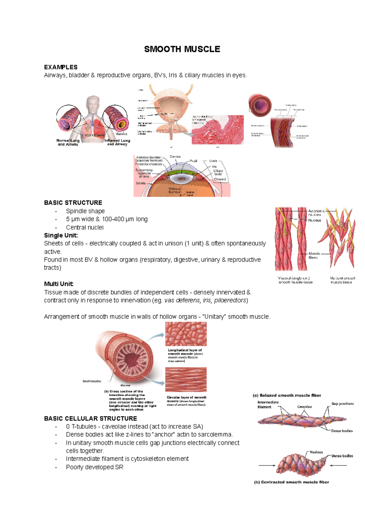 Lecture 33 - Smooth muscle - SMOOTH MUSCLE EXAMPLES Airways, bladder ...