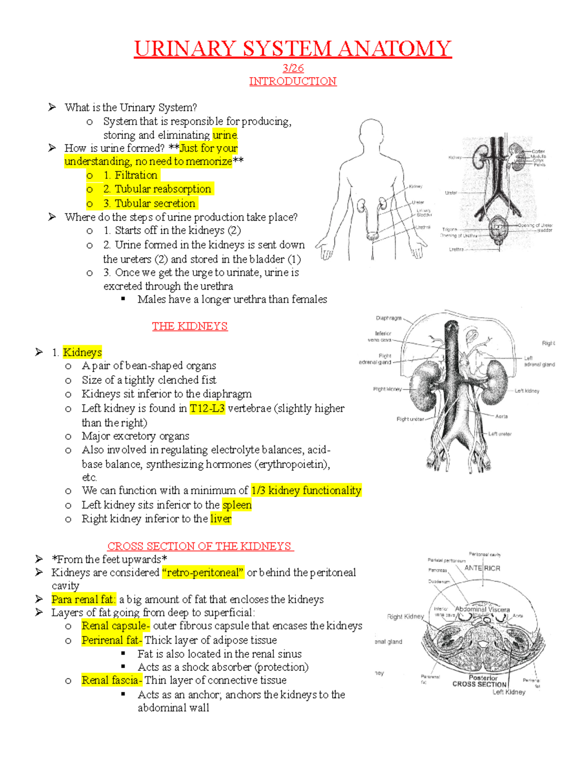 Urinary System Anatomy - URINARY SYSTEM ANATOMY 3/ INTRODUCTION What is ...