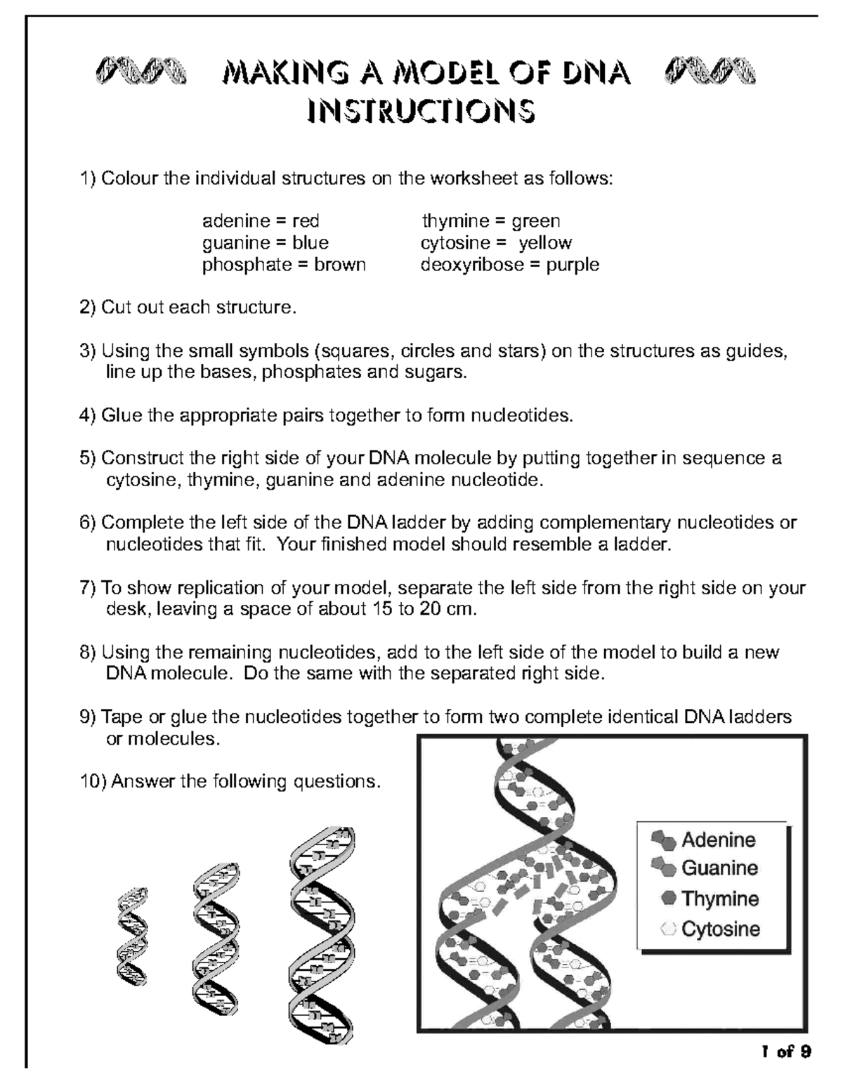 6 Activity - Cut Color DNA Model - 1) Colour the individual structures ...