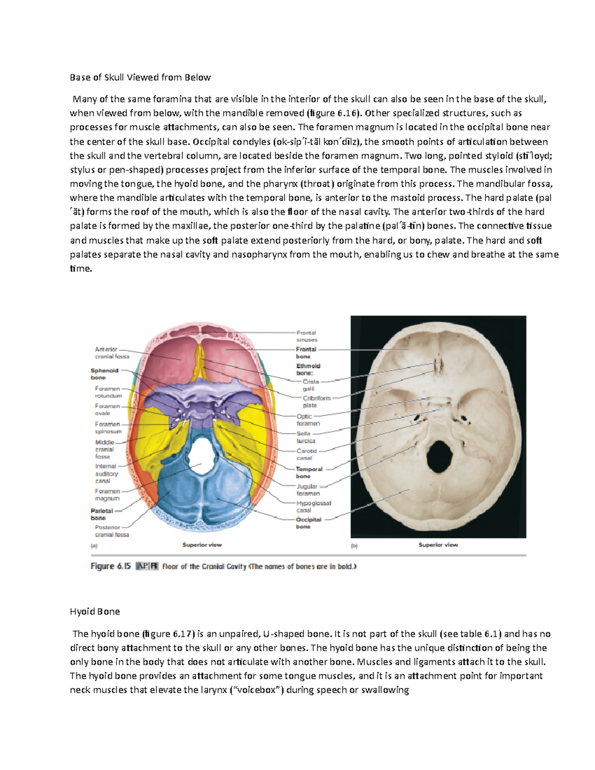 Seeley's Anatomy and Physiology Chapter 6.11 - Base of Skull Viewed ...